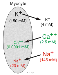 CV Physiology | Membrane Potentials